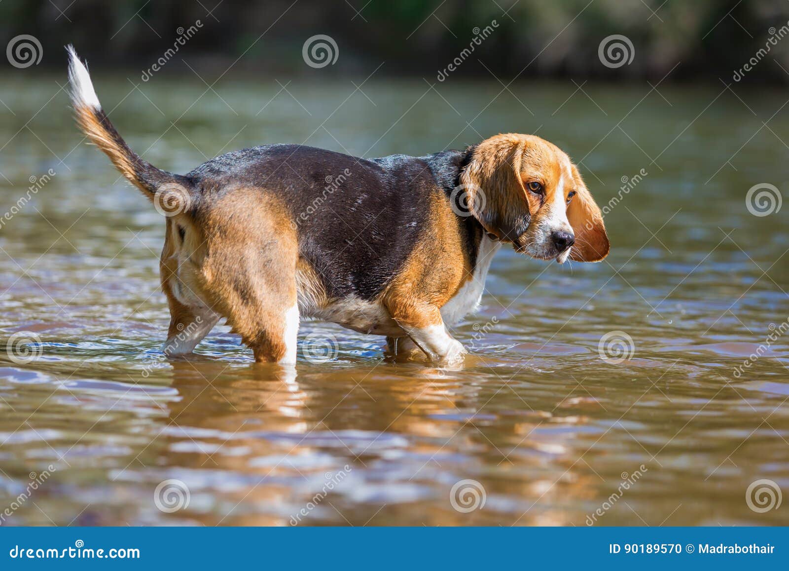 Perro del beagle en el río foto de archivo. Imagen de perro - 90189570