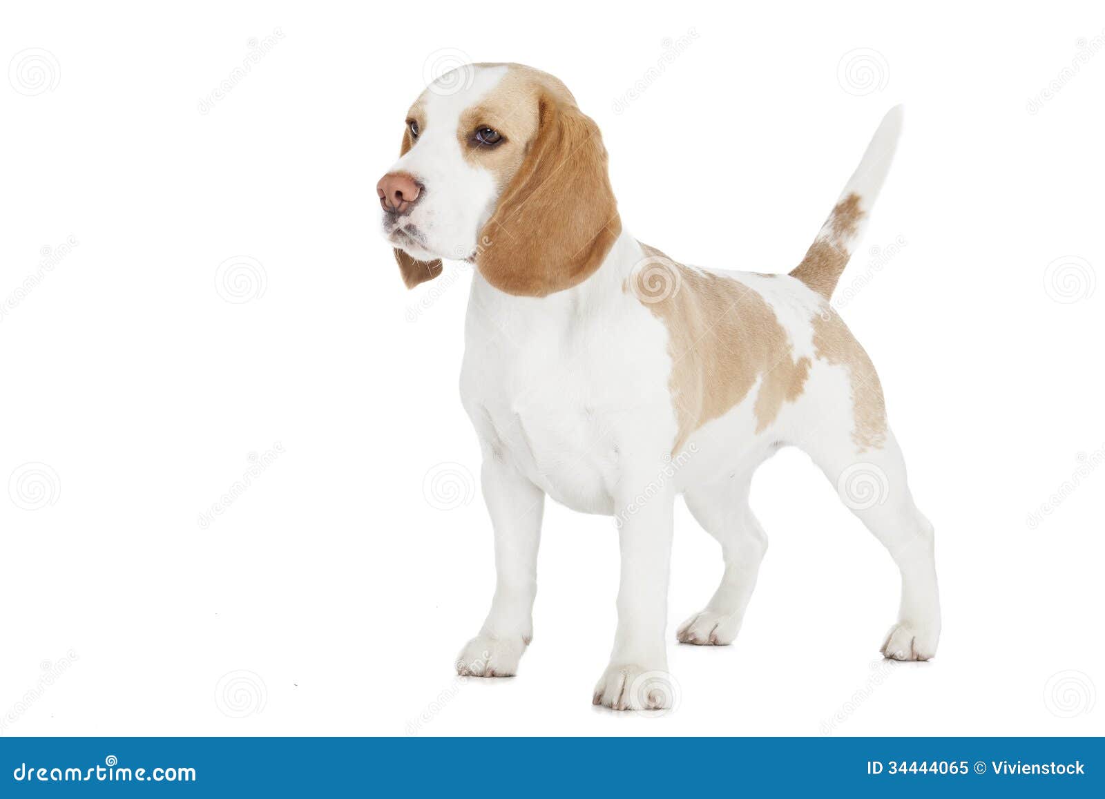 Perro Del Beagle En Un Fondo Blanco Imagen de archivo - Imagen de tres ...