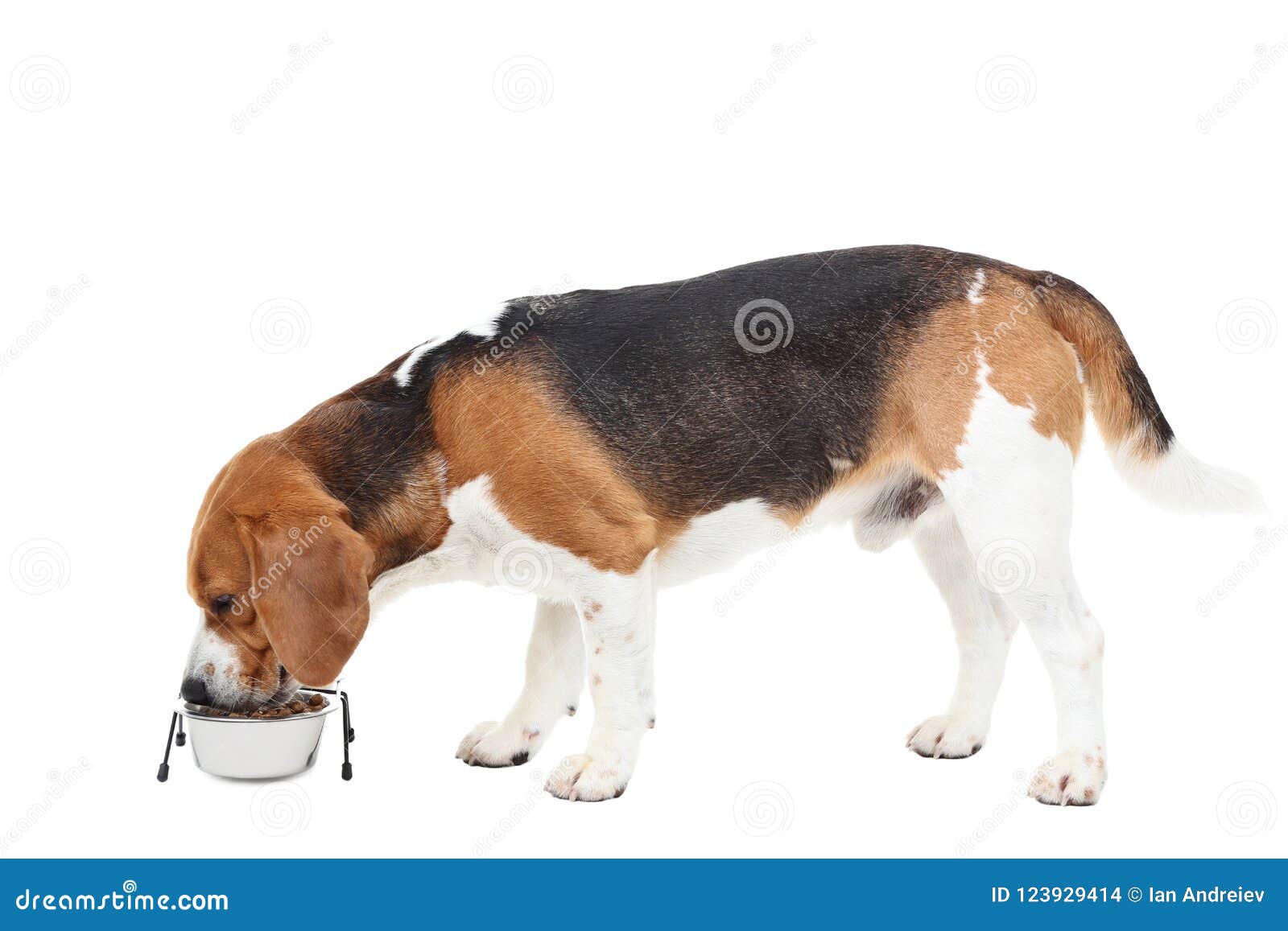 Perro Del Beagle Que Come La Comida Foto de archivo - Imagen de ...