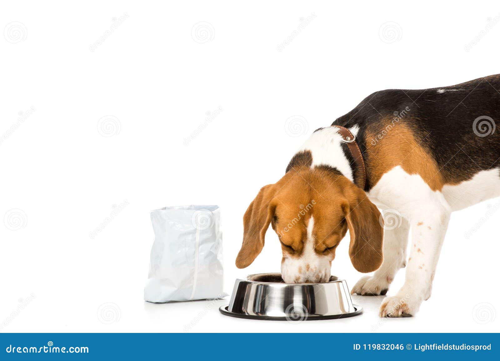 Perro Del Beagle Que Come La Comida De Perro En Blanco Foto de archivo ...