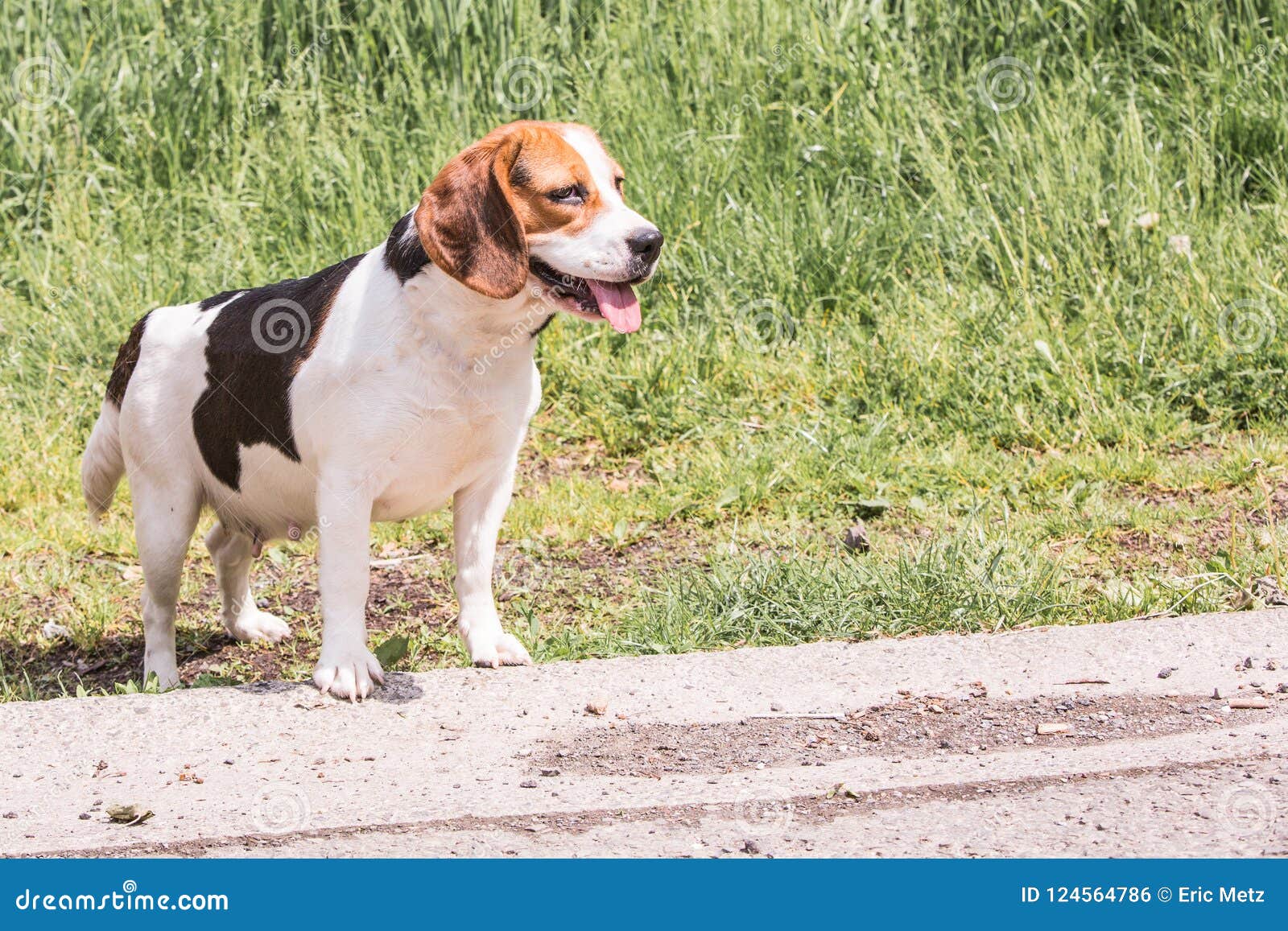 Perro Del Beagle Que Vive En Bélgica Foto de archivo - Imagen de animal ...