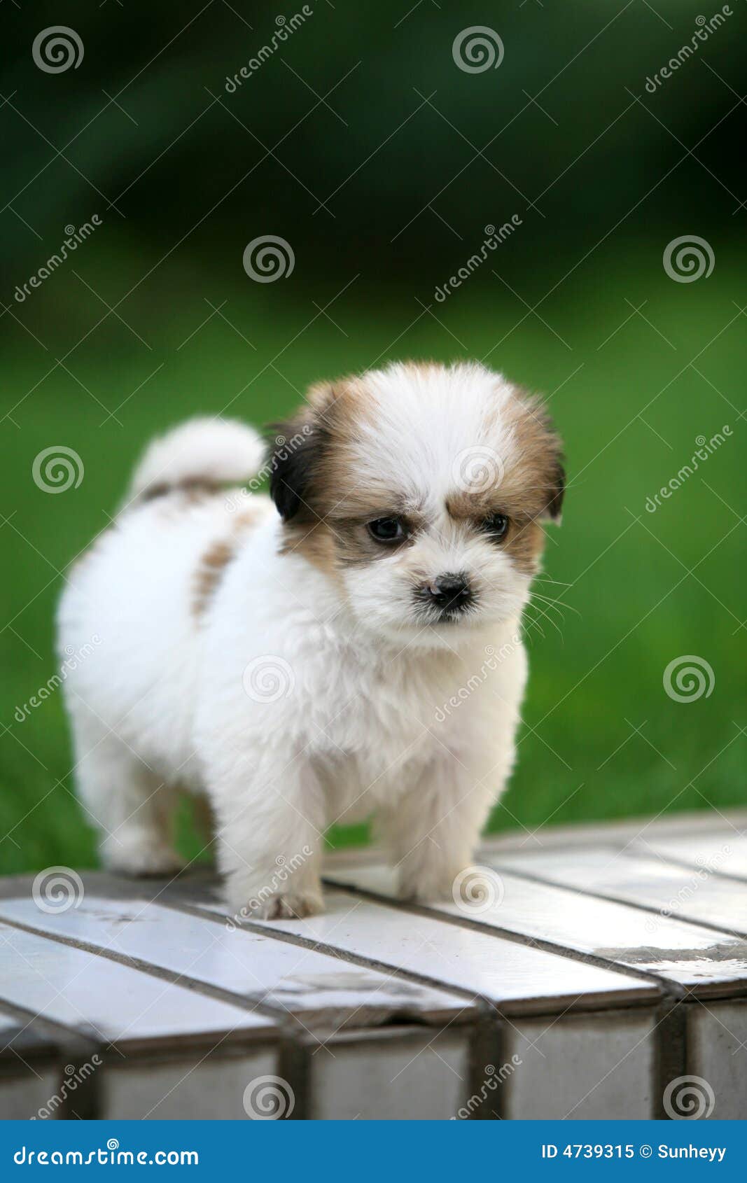 Perro del bebé imagen de archivo. Imagen de hermoso, mascotas - 4739315