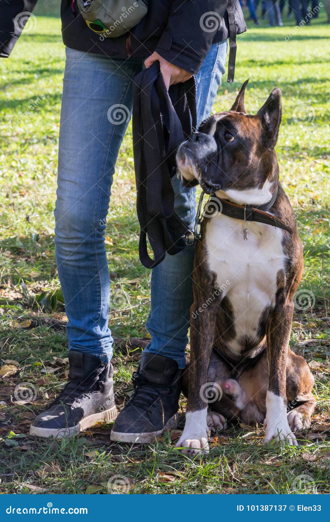 Perro del boxeador imagen de archivo. Imagen de entrenamiento - 101387137