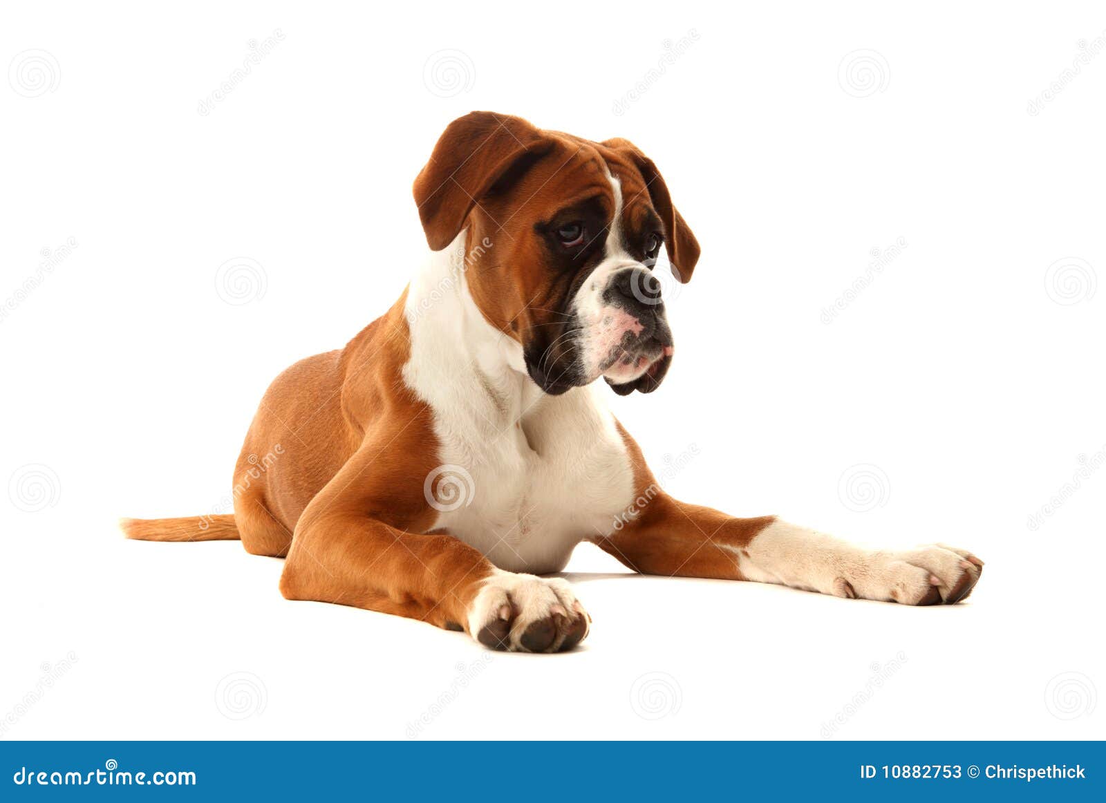 Perro del boxeador imagen de archivo. Imagen de lindo - 10882753