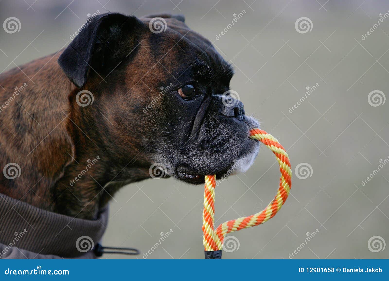 Perro del boxeador foto de archivo. Imagen de boxeador - 12901658