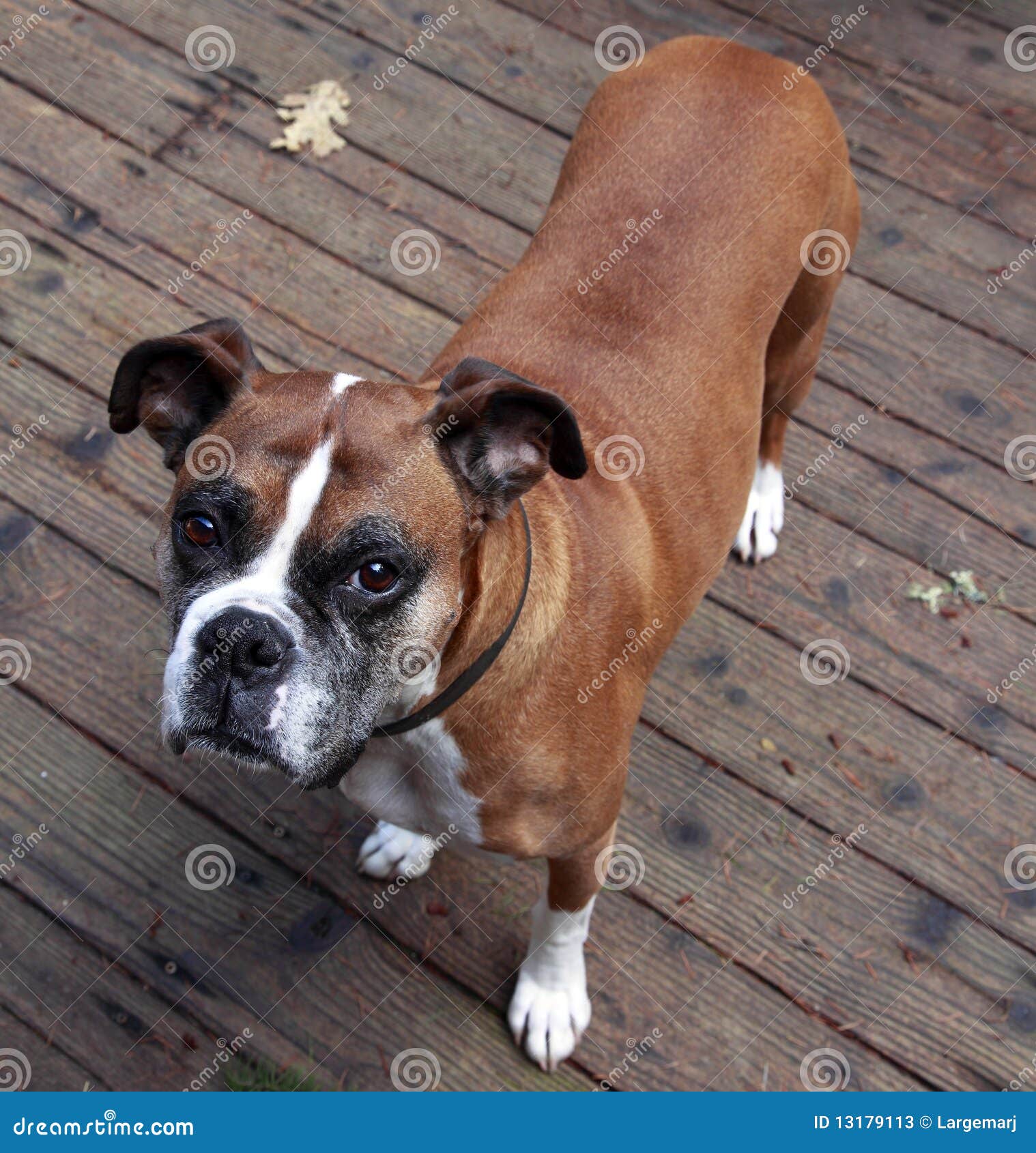 Perro del boxeador imagen de archivo. Imagen de poderoso - 13179113
