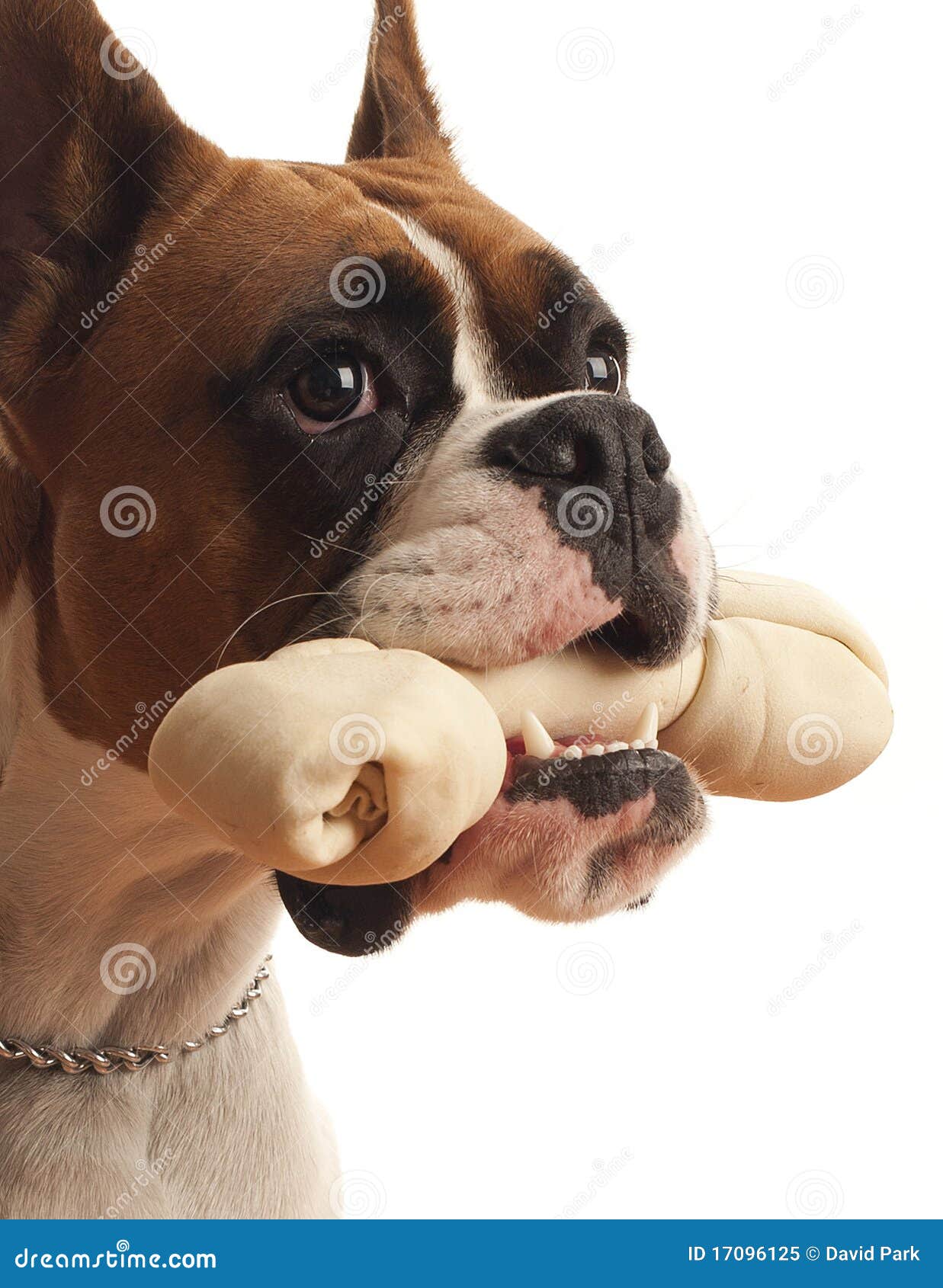 Perro del boxeador imagen de archivo. Imagen de boxeador - 17096125