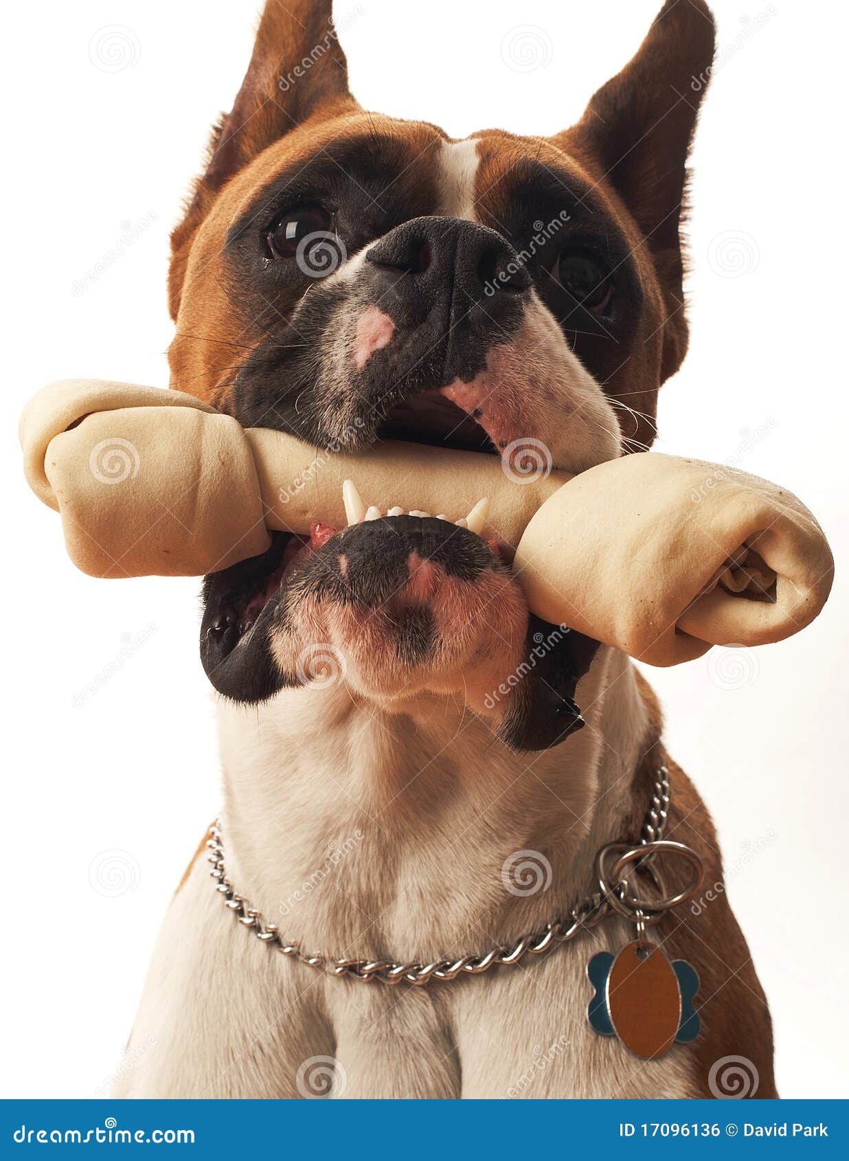 Perro del boxeador foto de archivo. Imagen de canino - 17096136
