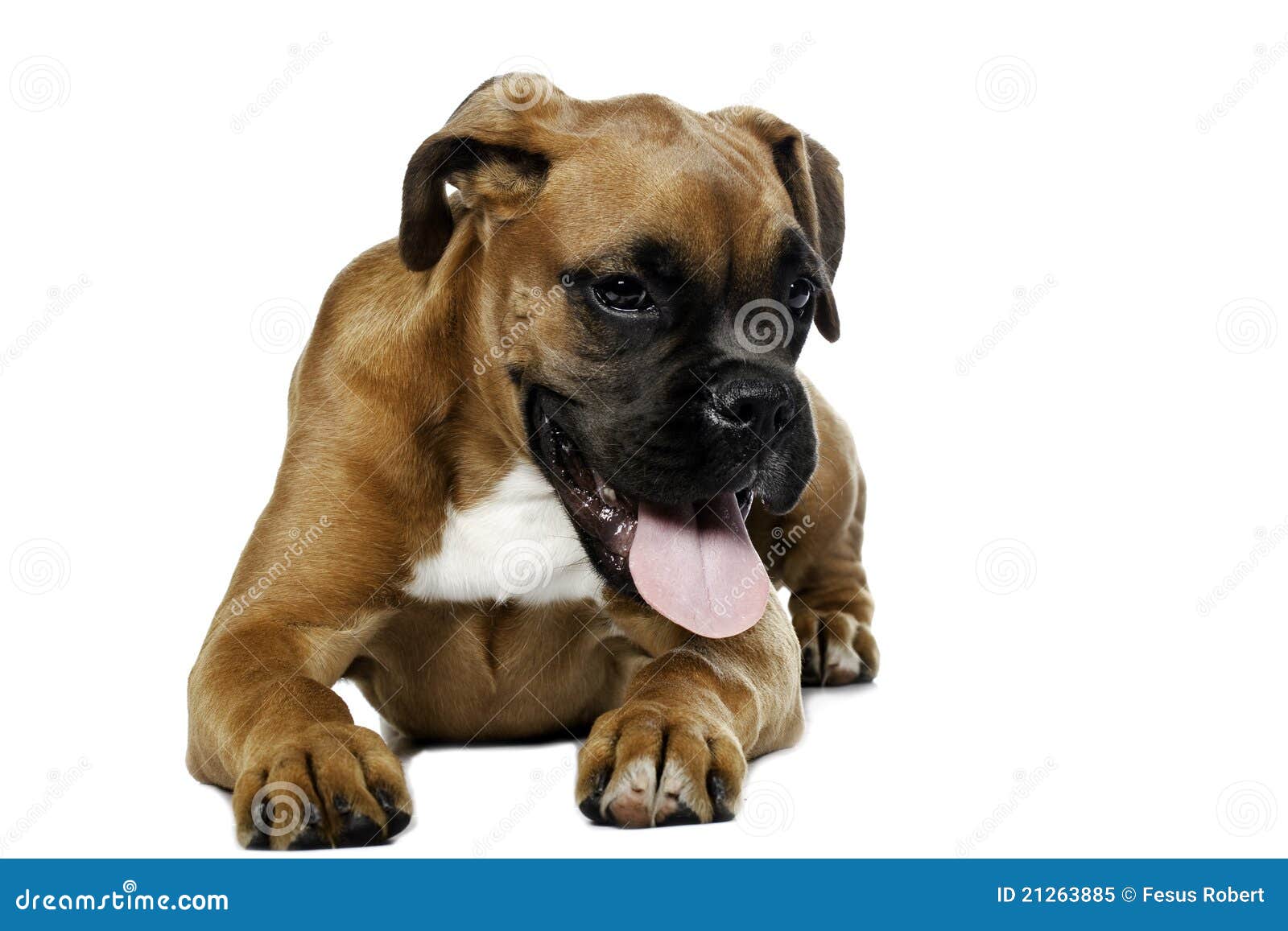 Perro del boxeador imagen de archivo. Imagen de grande - 21263885