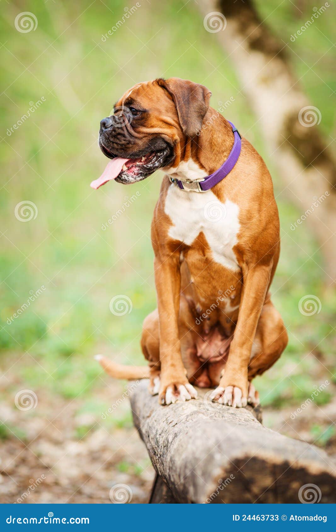 Perro del boxeador imagen de archivo. Imagen de animal - 24463733