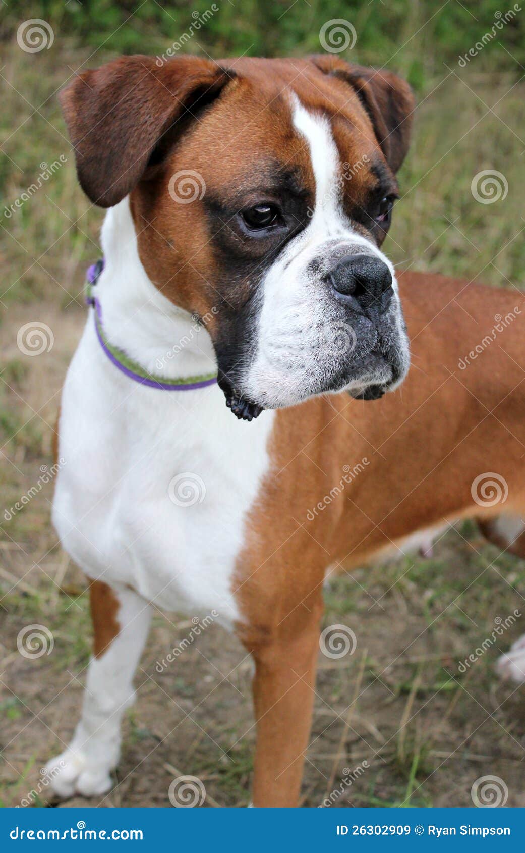 Perro del boxeador imagen de archivo. Imagen de mascota - 26302909