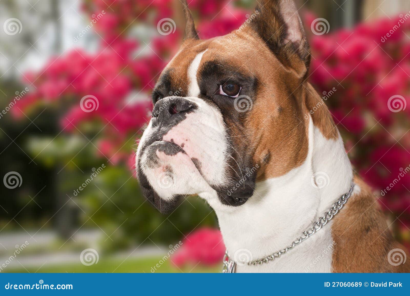 Perro del boxeador imagen de archivo. Imagen de exterior - 27060689