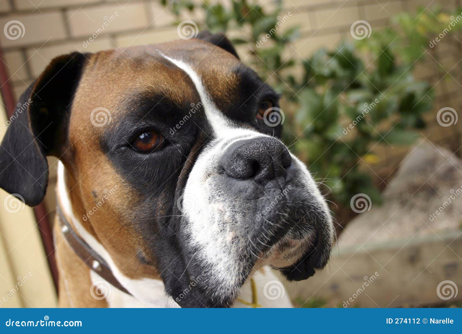 Perro del boxeador foto de archivo. Imagen de mascota, perro - 274112