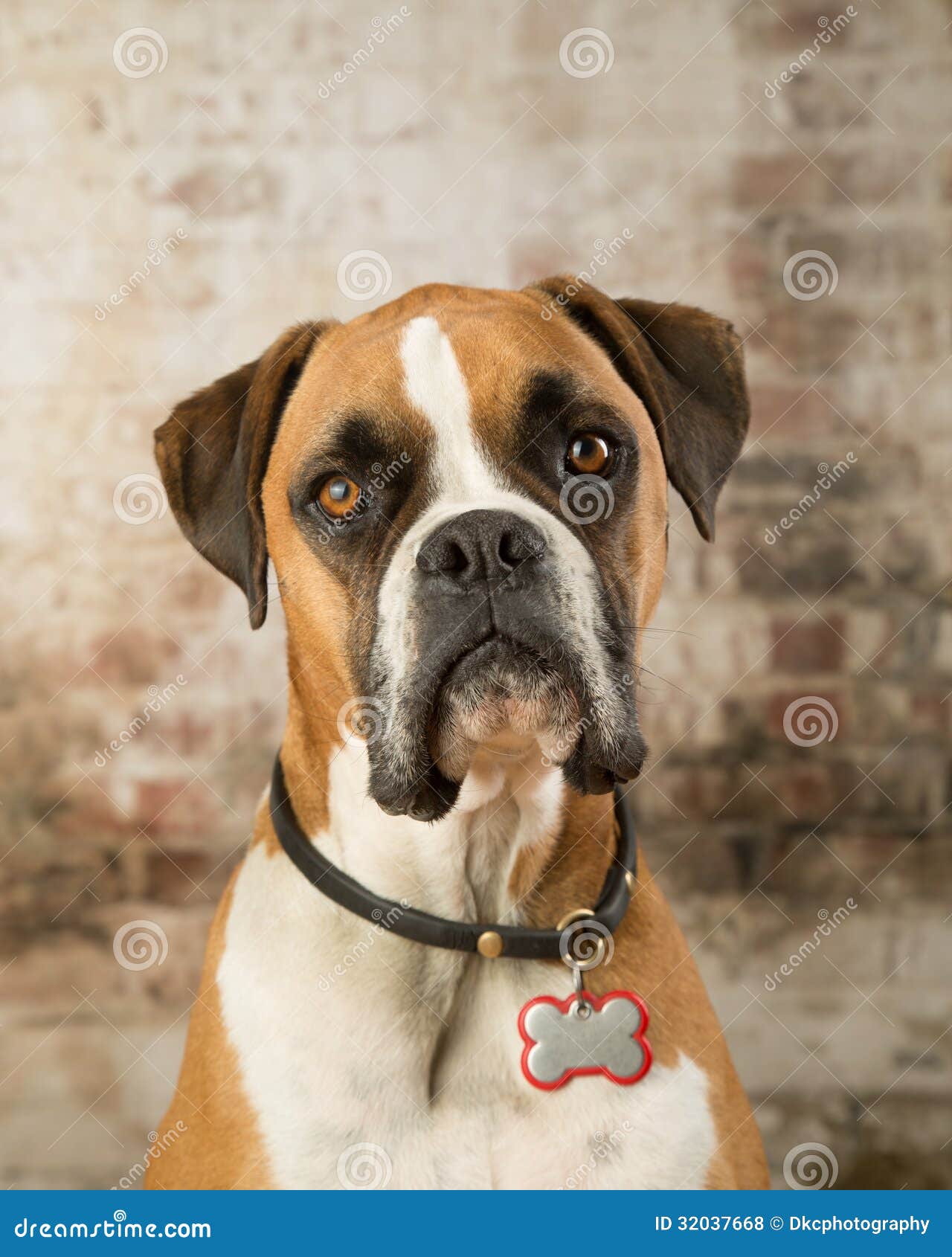 Perro del boxeador foto de archivo. Imagen de observar - 32037668