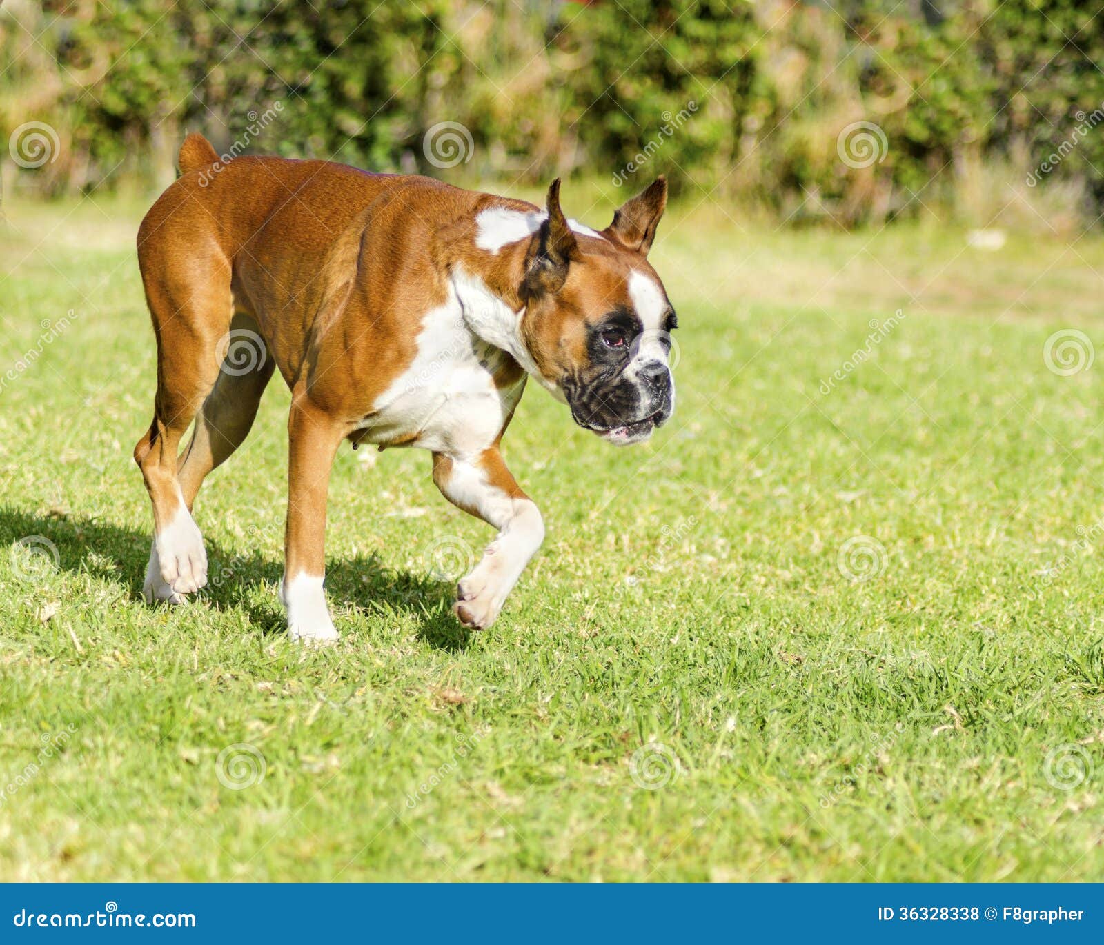 Perro del boxeador foto de archivo. Imagen de perro, leal - 36328338