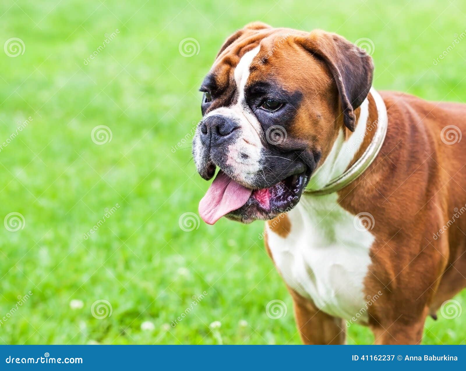 Perro del boxeador imagen de archivo. Imagen de fondo - 41162237