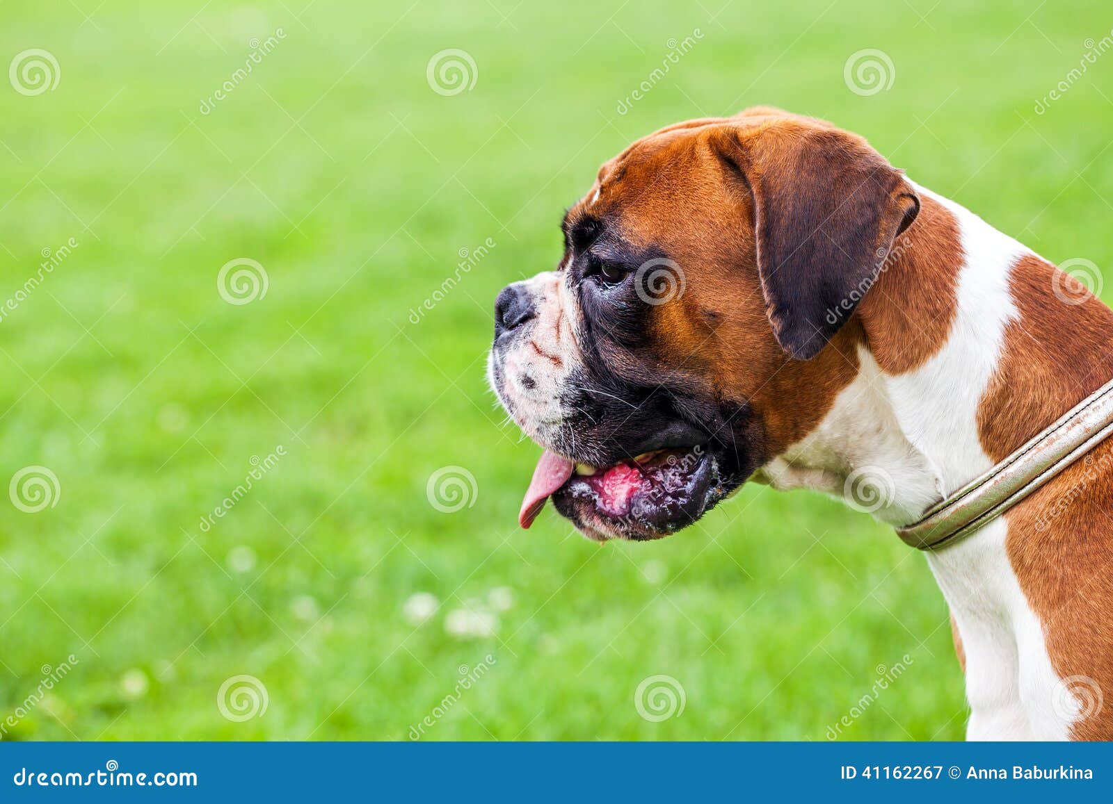 Perro del boxeador imagen de archivo. Imagen de retrato - 41162267