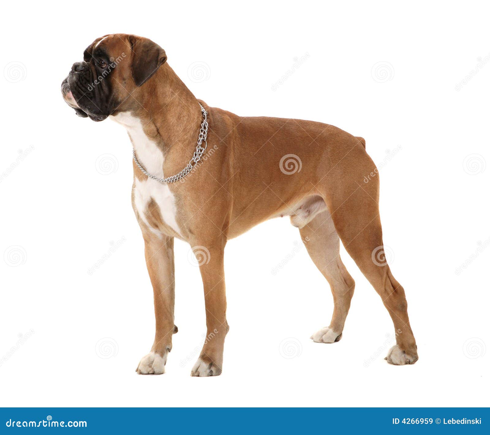 Perro del boxeador imagen de archivo. Imagen de estudio - 4266959