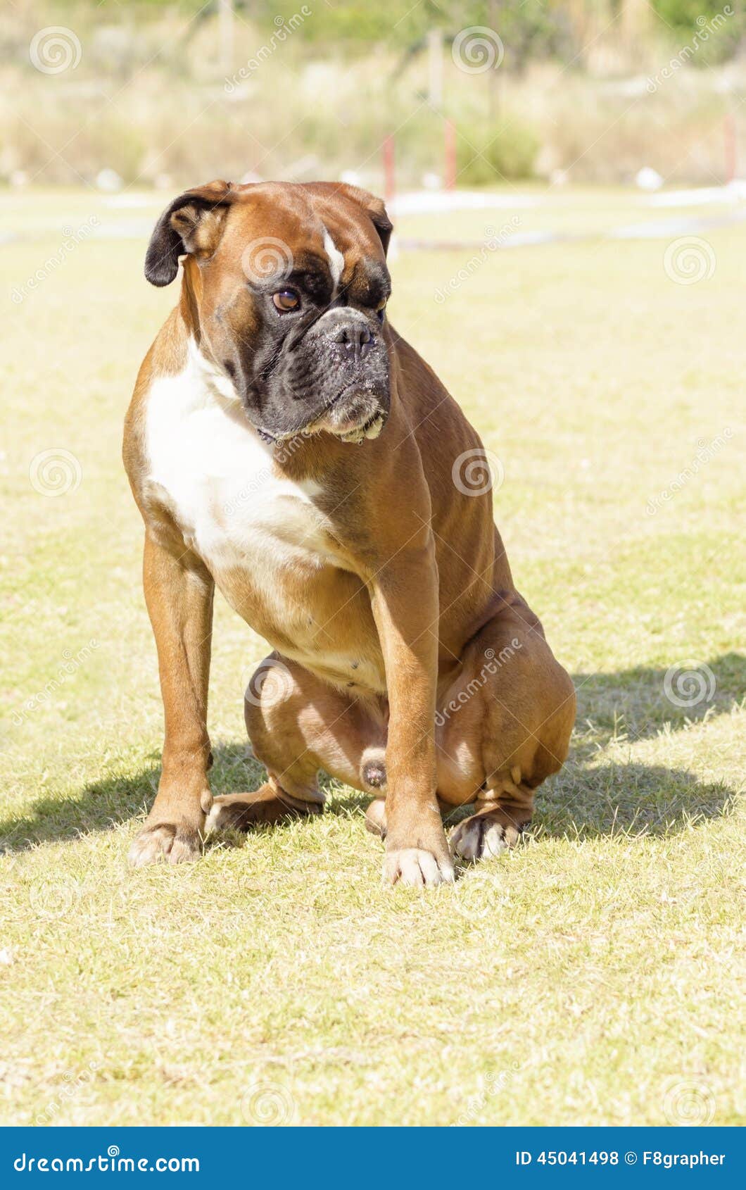 Perro del boxeador foto de archivo. Imagen de perezoso - 45041498