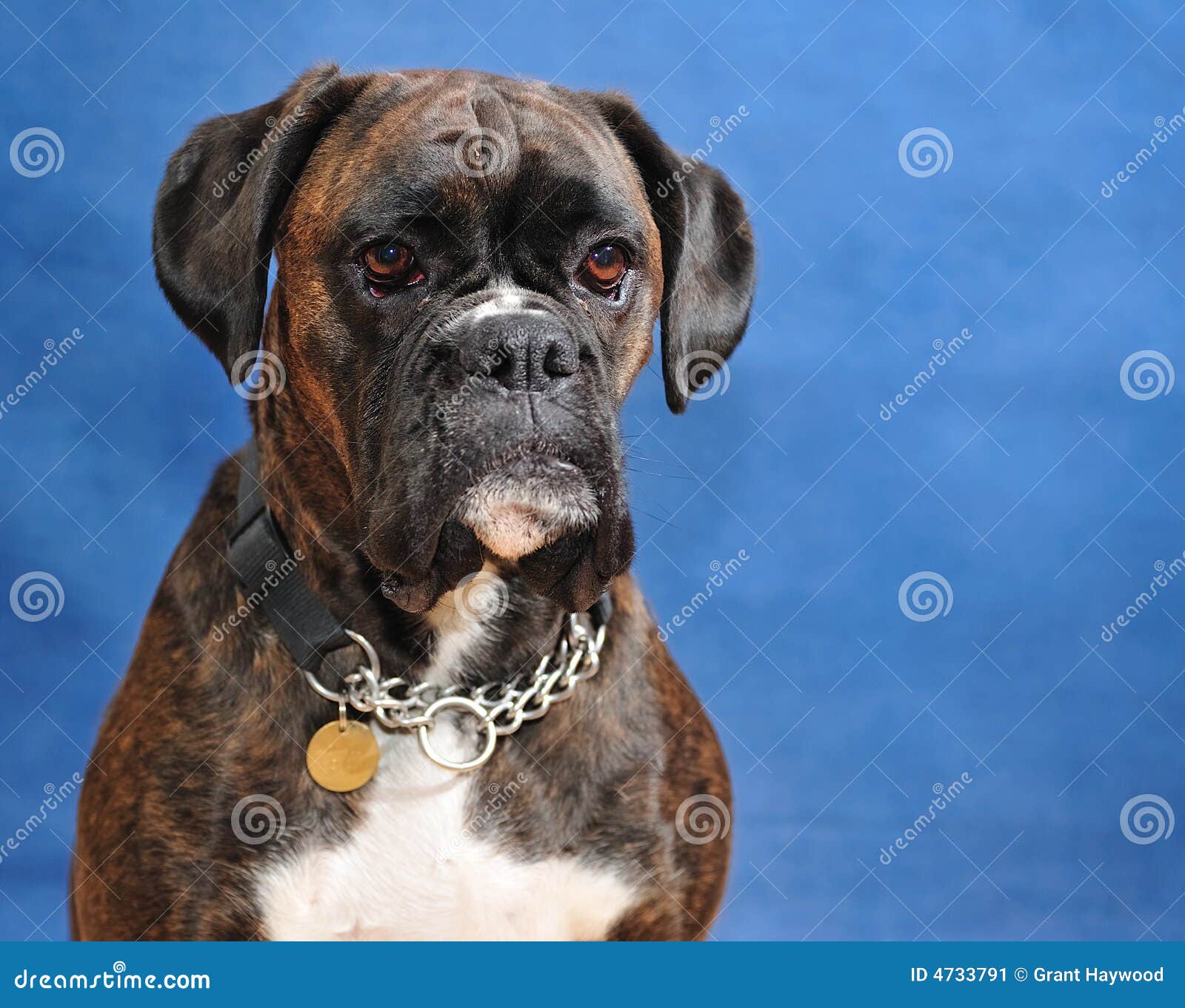 Perro del boxeador imagen de archivo. Imagen de ojos, perro - 4733791