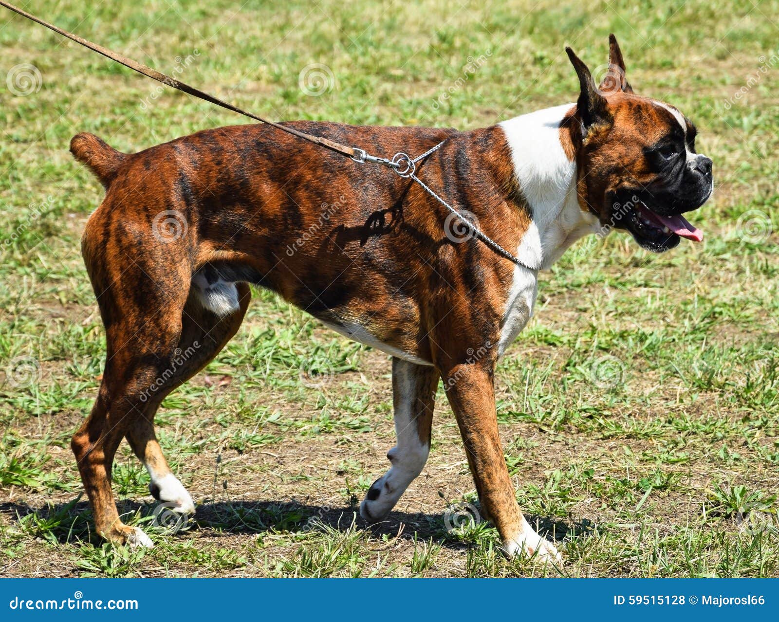 Perro del boxeador foto de archivo. Imagen de mascota - 59515128