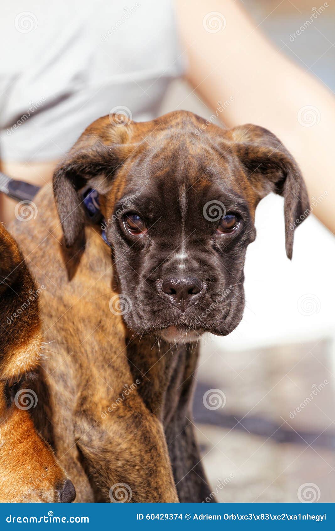 Perro del boxeador foto de archivo. Imagen de mascota - 60429374