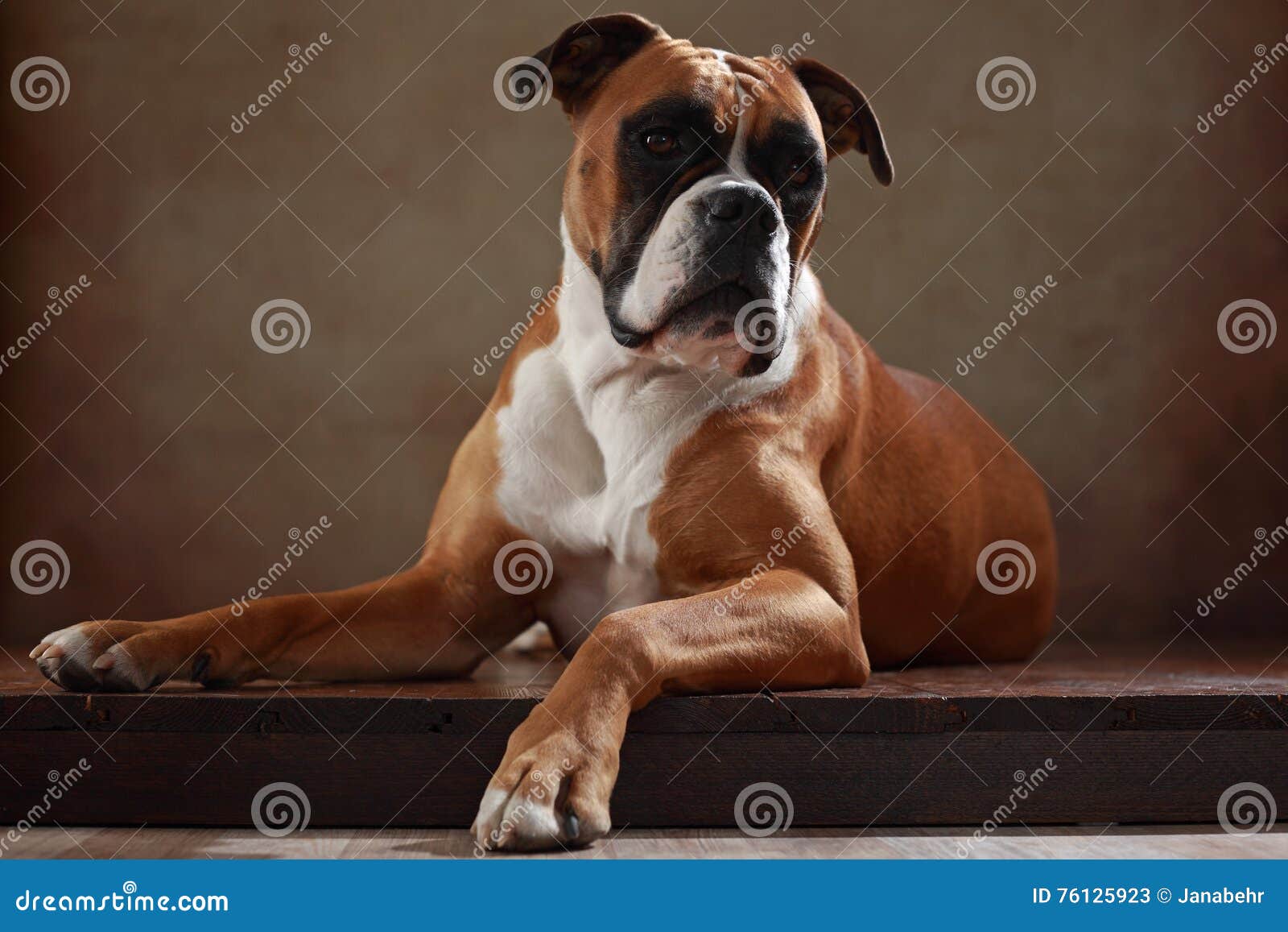 Perro del boxeador imagen de archivo. Imagen de boxeador - 76125923