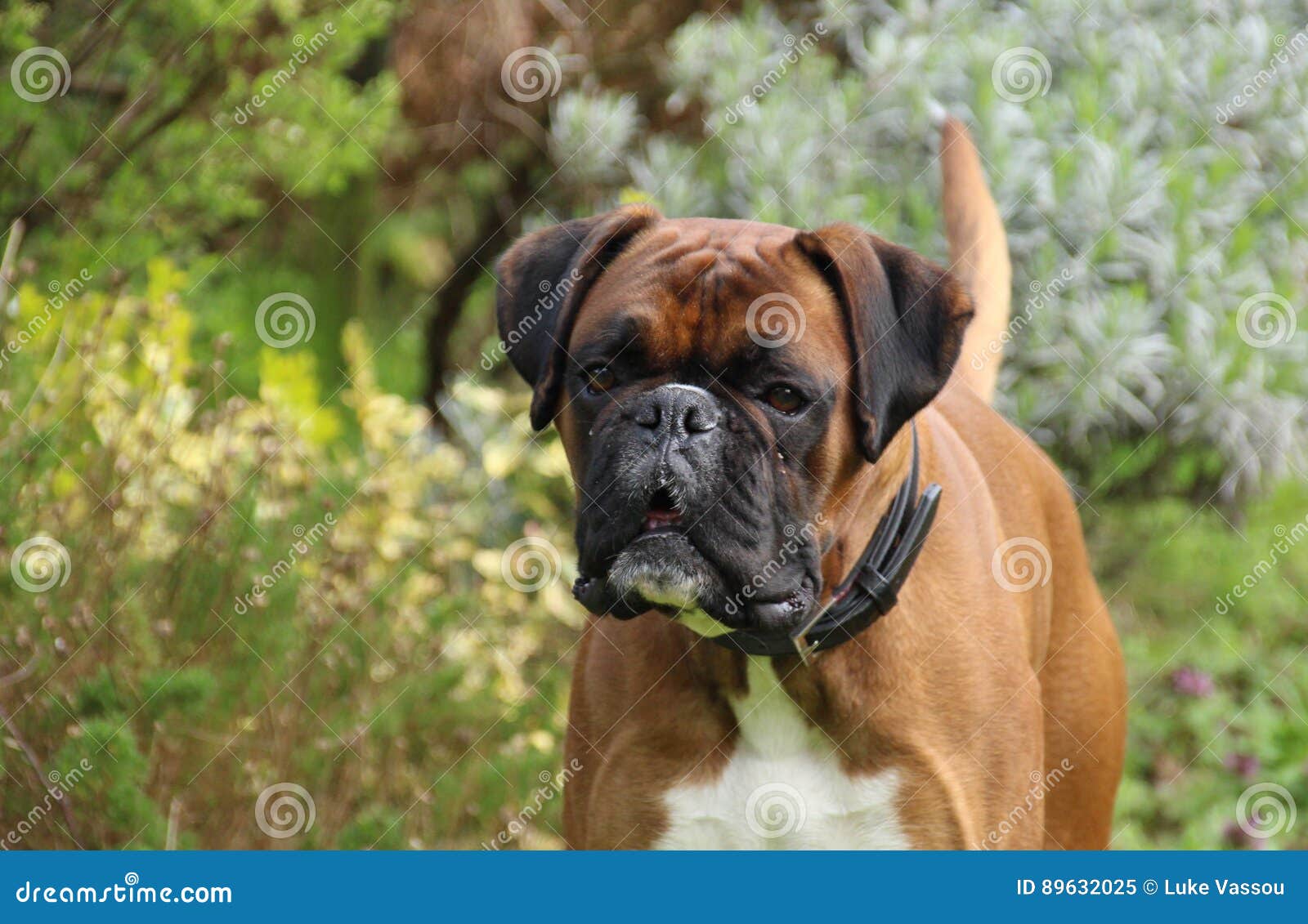 Perro del boxeador imagen de archivo. Imagen de lindo - 89632025