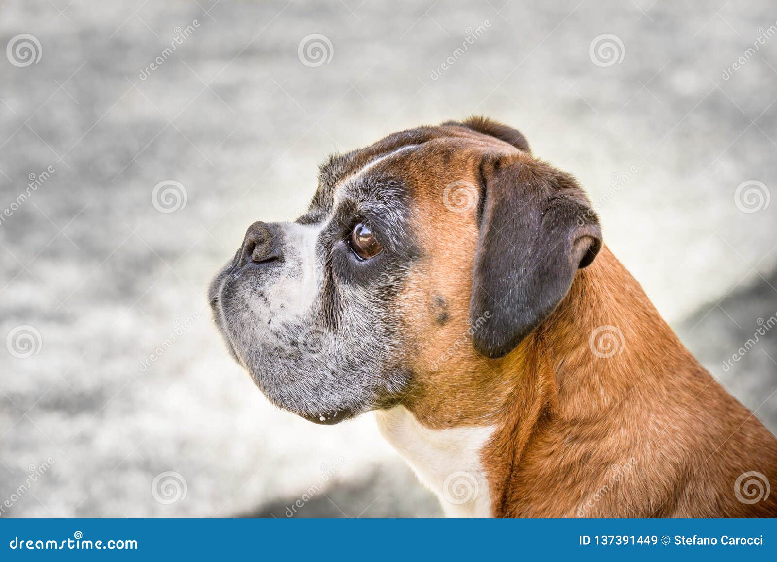 Perro Del Boxeador De Deutscher Imagen de archivo - Imagen de canino ...