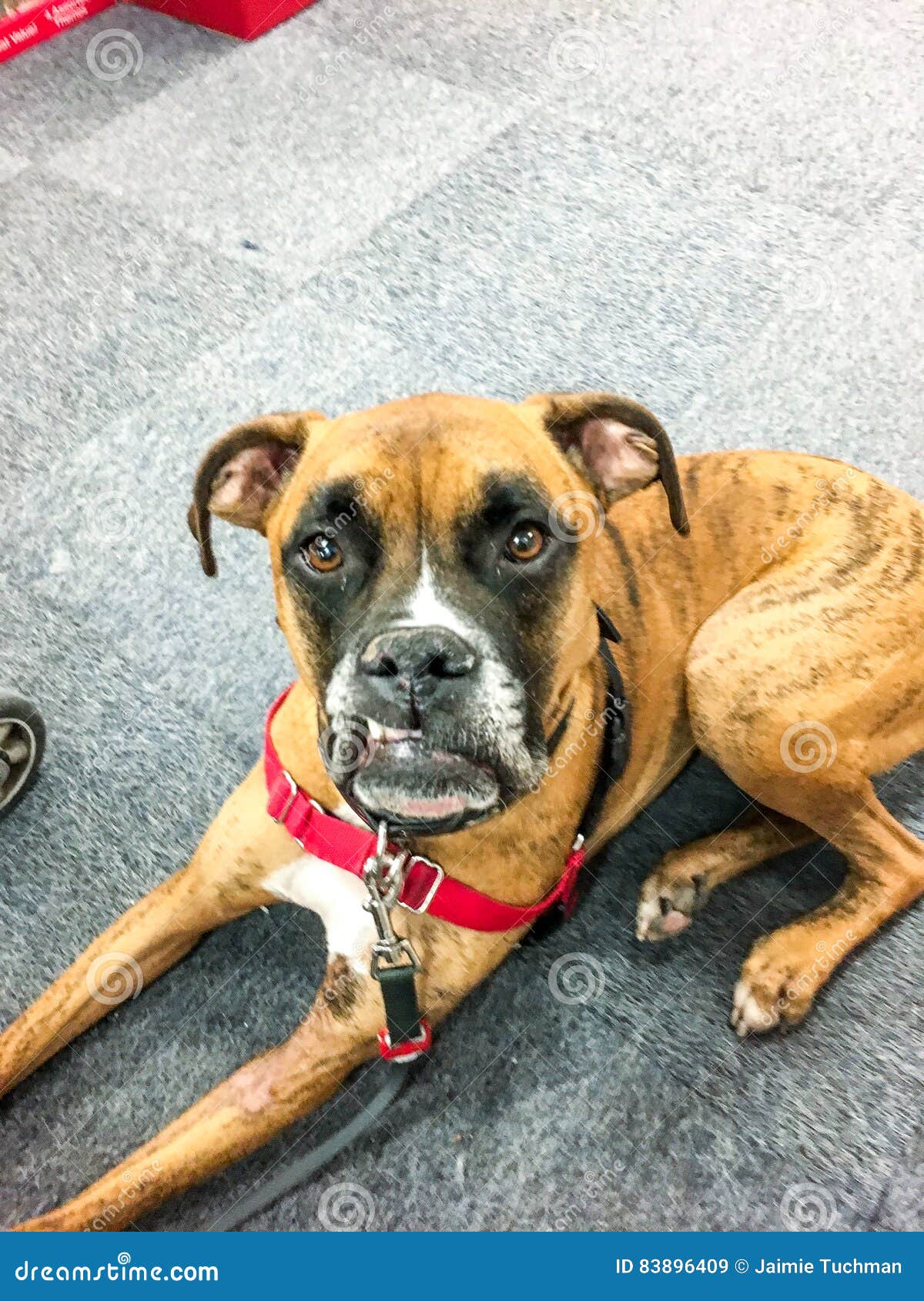 Perro Del Boxeador Del Sobrediente Imagen de archivo - Imagen de ...