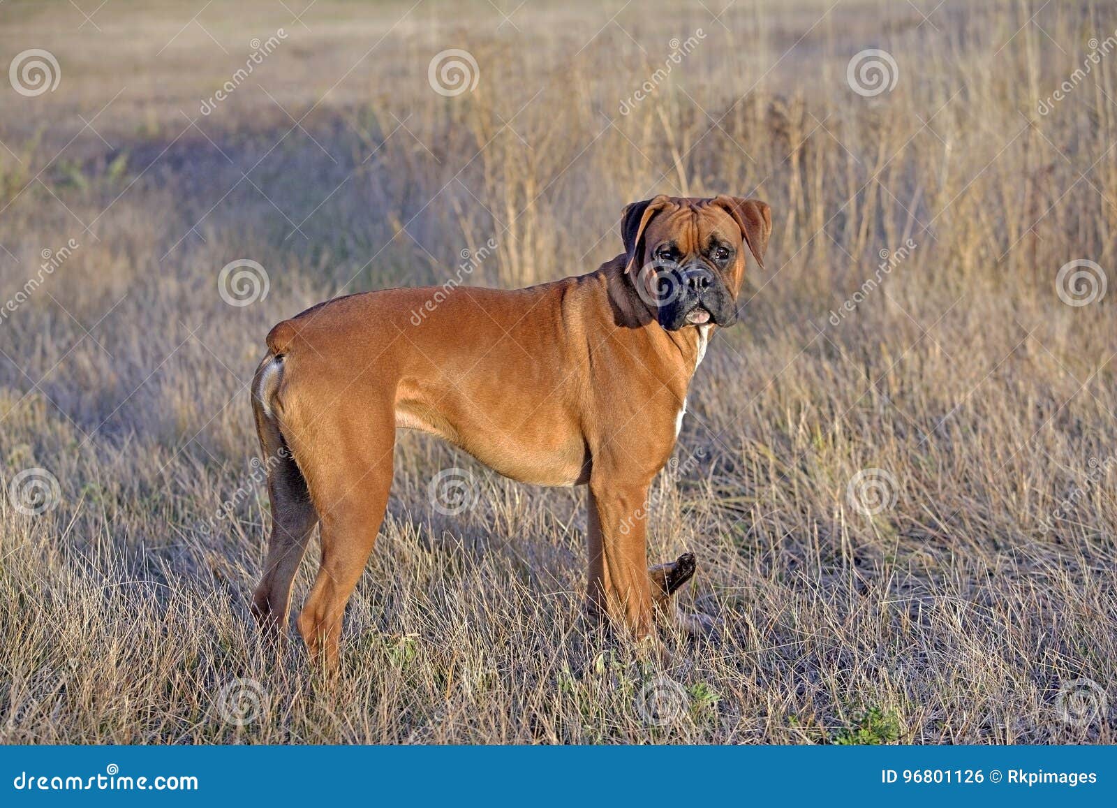 Perro Del Boxeador En Campo Foto de archivo - Imagen de mascota, perros ...