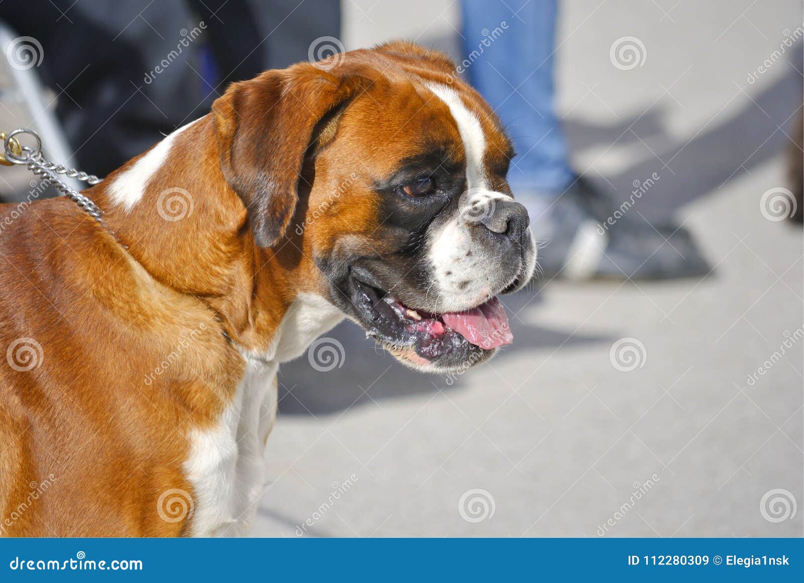 Perro Del Boxeador En Un Paseo Imagen de archivo - Imagen de boxeador ...