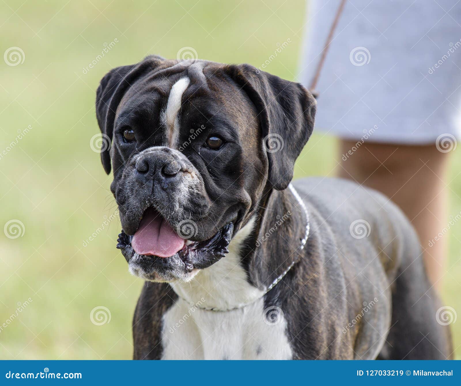 Perro Del Boxeador, Exposición Del Perro Imagen de archivo - Imagen de ...