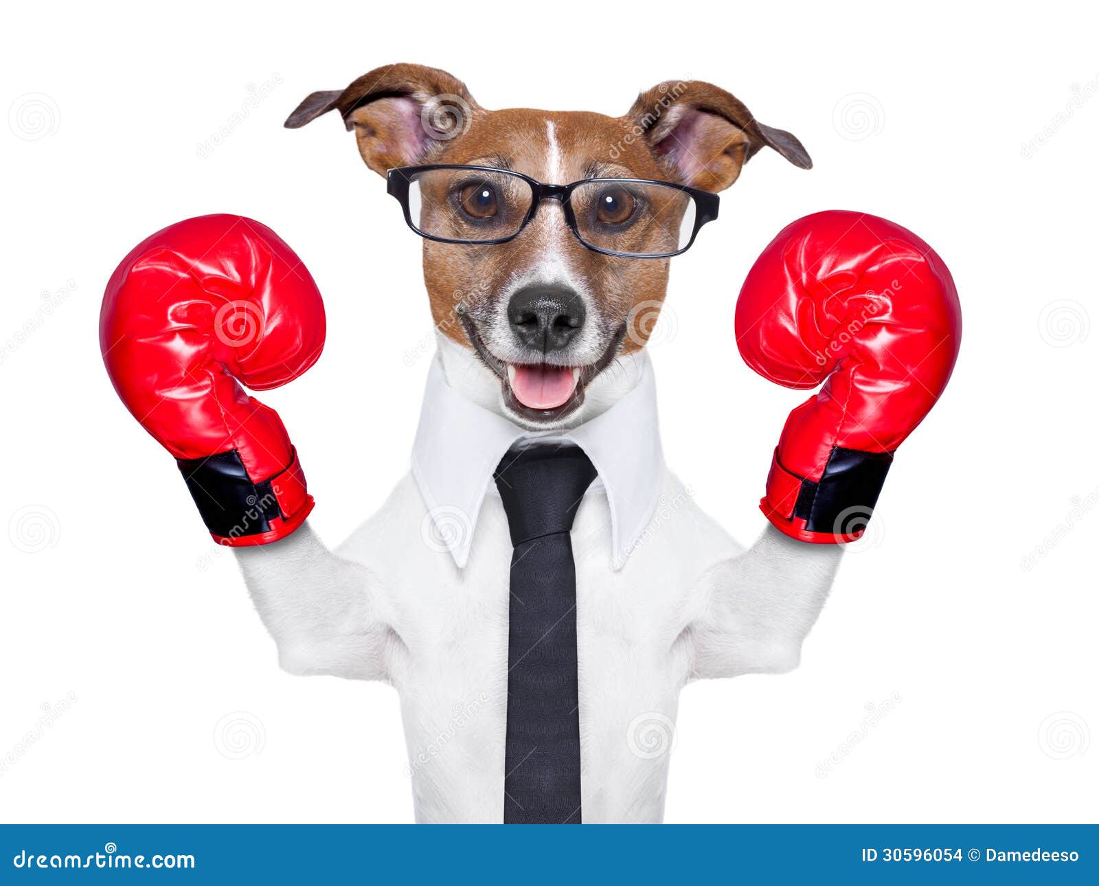 Perro del boxeo foto de archivo. Imagen de mascota, primero - 30596054