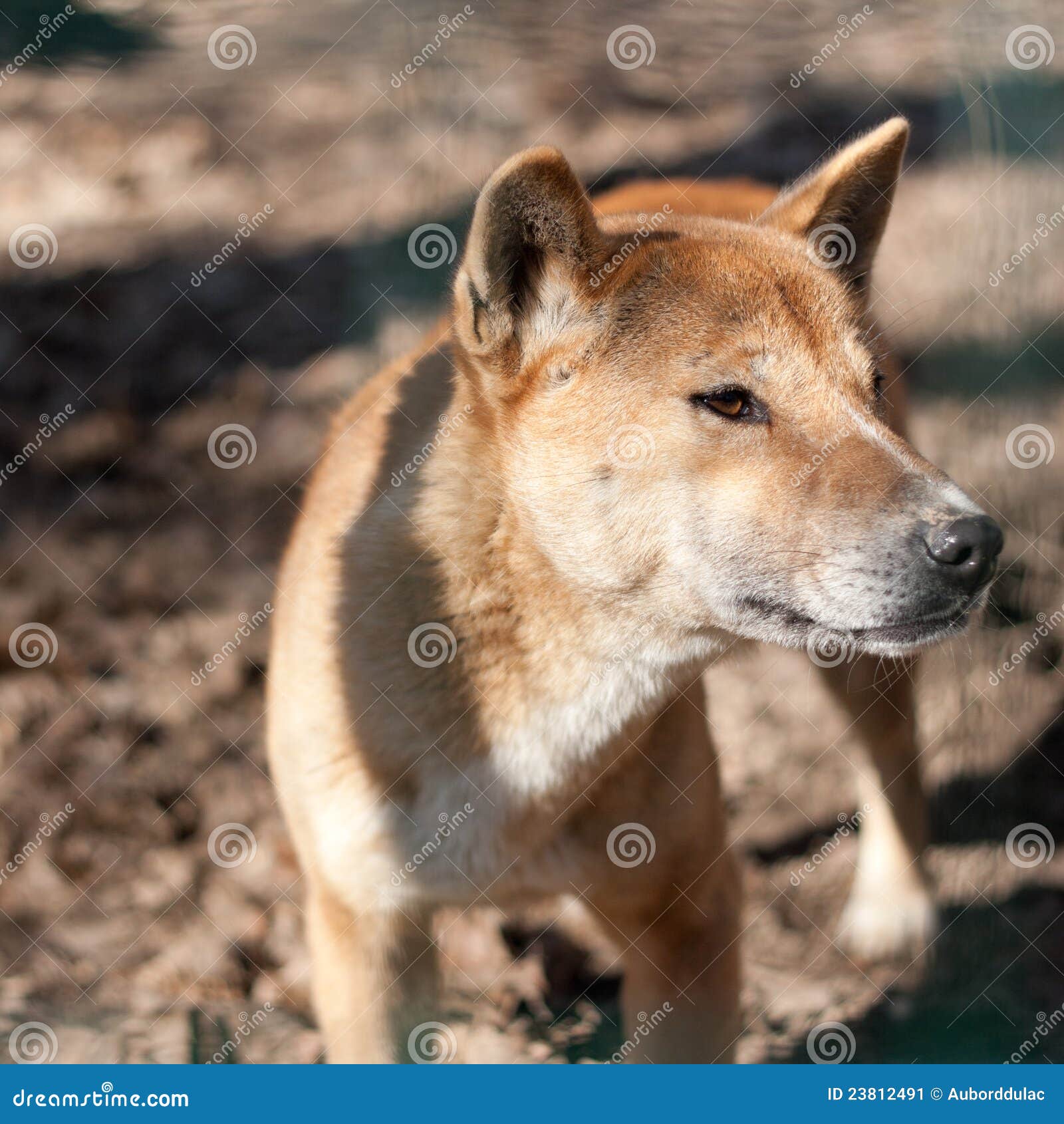 Perro Del Canto De Nueva Guinea Imagen de archivo - Imagen de piel ...