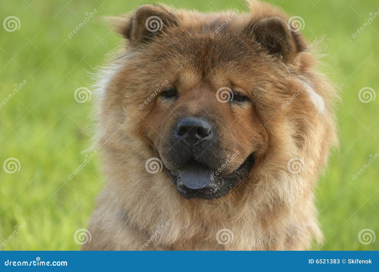 Perro del chaw de Chaw imagen de archivo. Imagen de sitio - 6521383