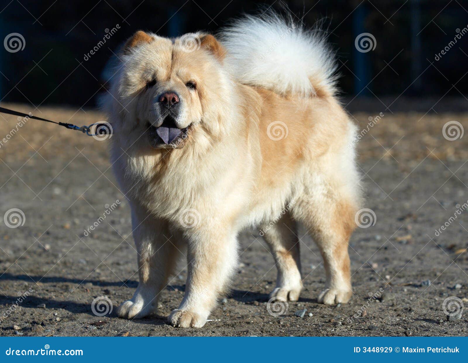 Perro del chow-chow imagen de archivo. Imagen de melena - 3448929