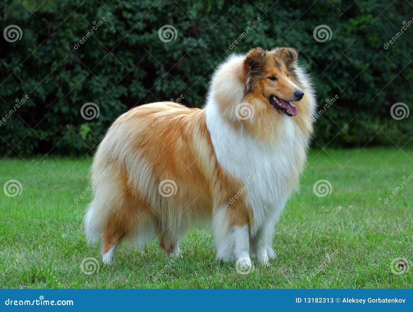 Perro del collie imagen de archivo. Imagen de longitud - 13182313