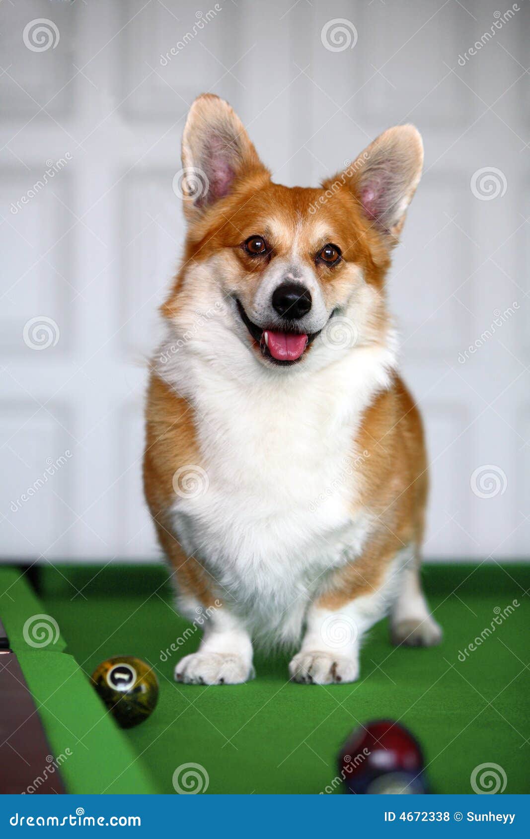 Perro del Corgi foto de archivo. Imagen de bragas, mascota - 4672338