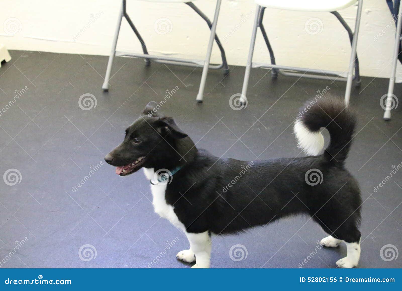 Perro Del Corgi Con La Cola Rizada Foto de archivo - Imagen de ...