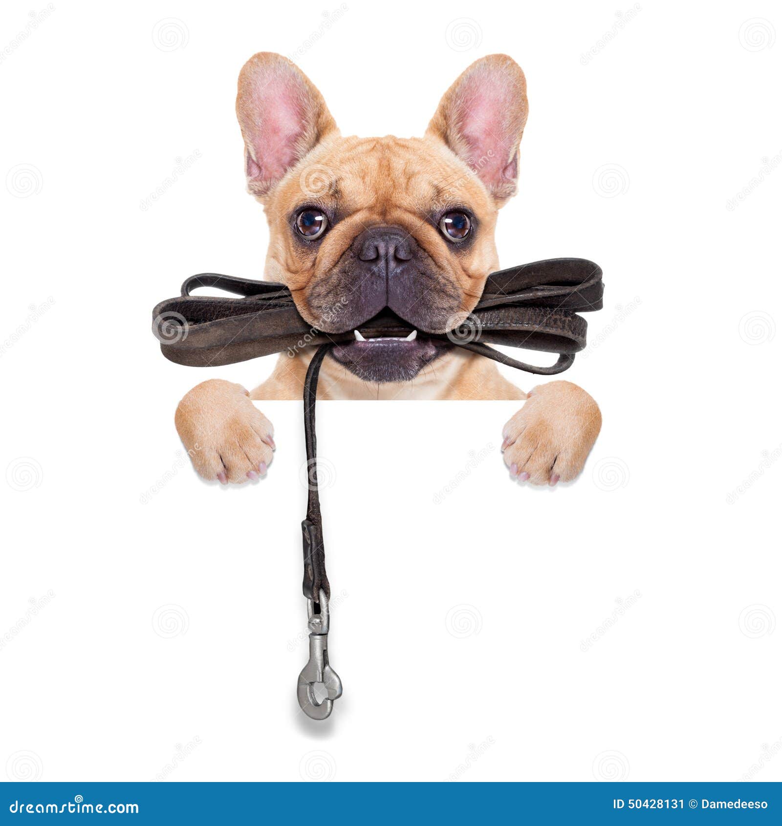 Perro Del Correo Listo Para Un Paseo Imagen de archivo - Imagen de ...