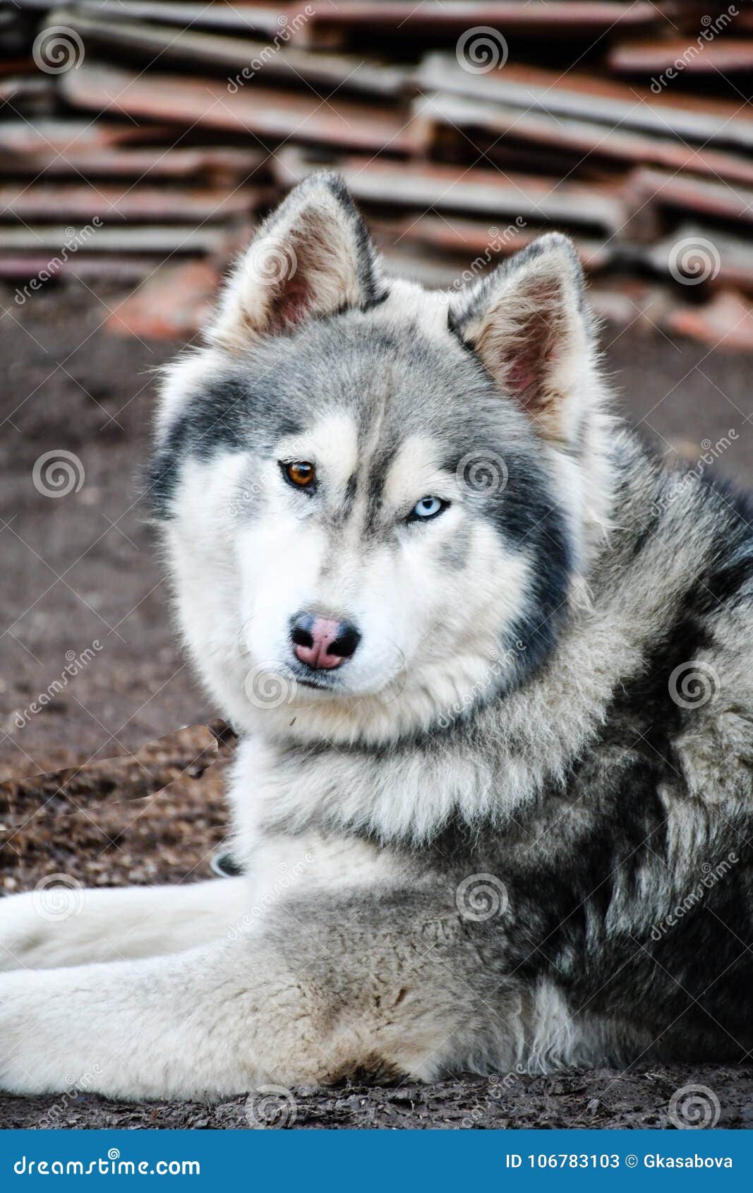 Perro Del Perro Esquimal Siberiano Imagen de archivo - Imagen de eficaz ...