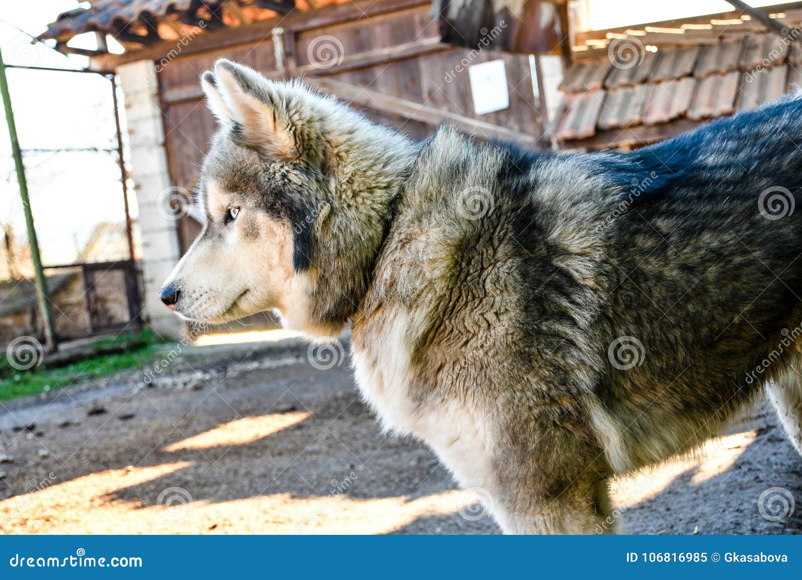 Perro Del Perro Esquimal Siberiano Imagen de archivo - Imagen de ...