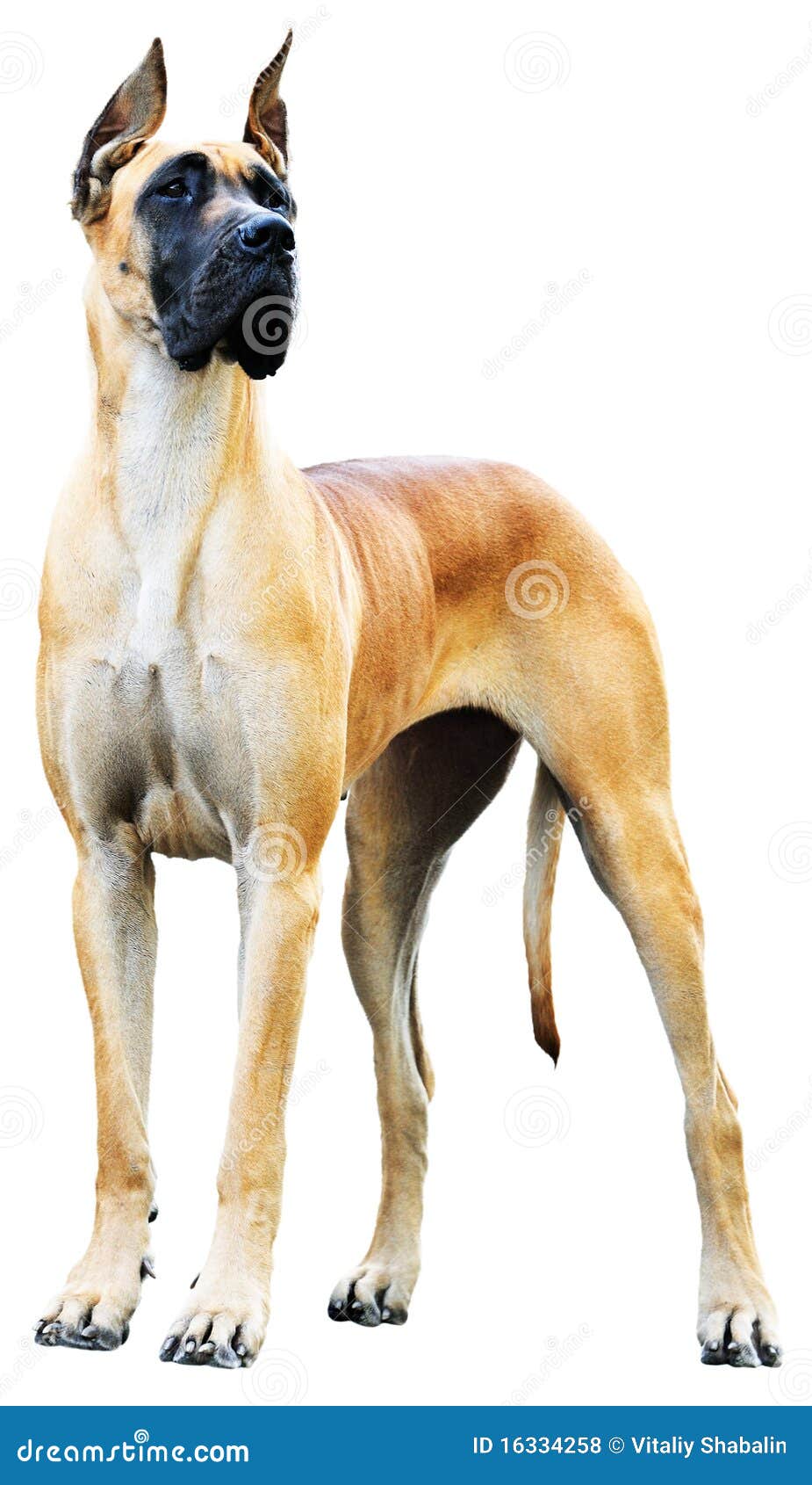 Perro del gran danés foto de archivo. Imagen de fuerte - 16334258