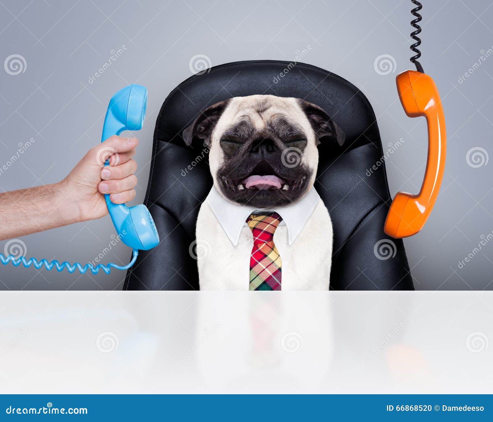 Perro Del Jefe Del Oficinista Foto de archivo - Imagen de perro ...