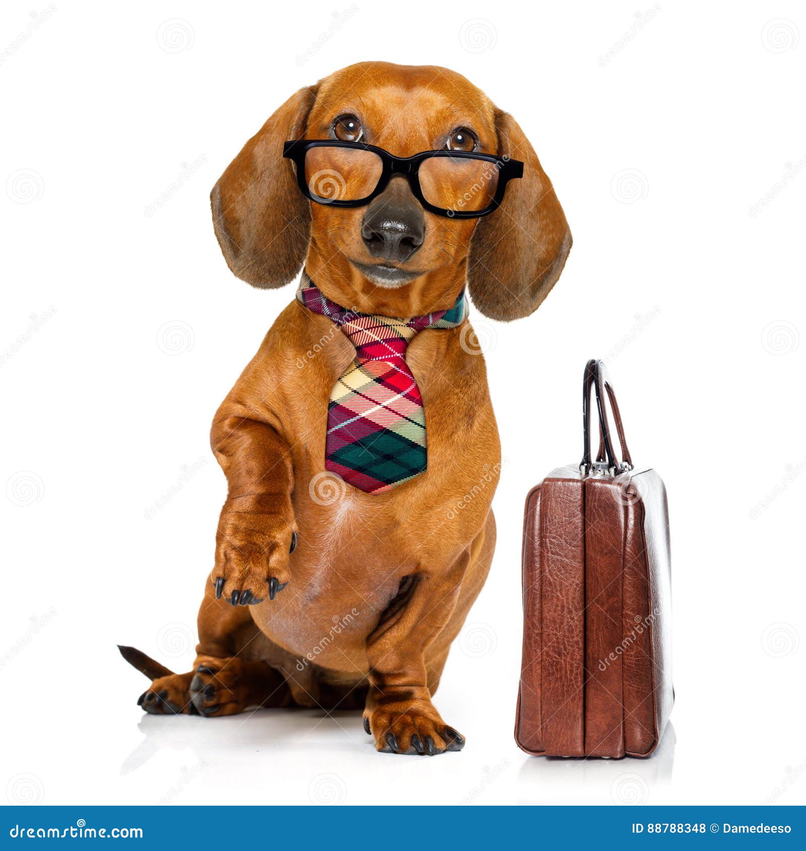 Perro Del Jefe Del Oficinista Foto de archivo - Imagen de negocios ...