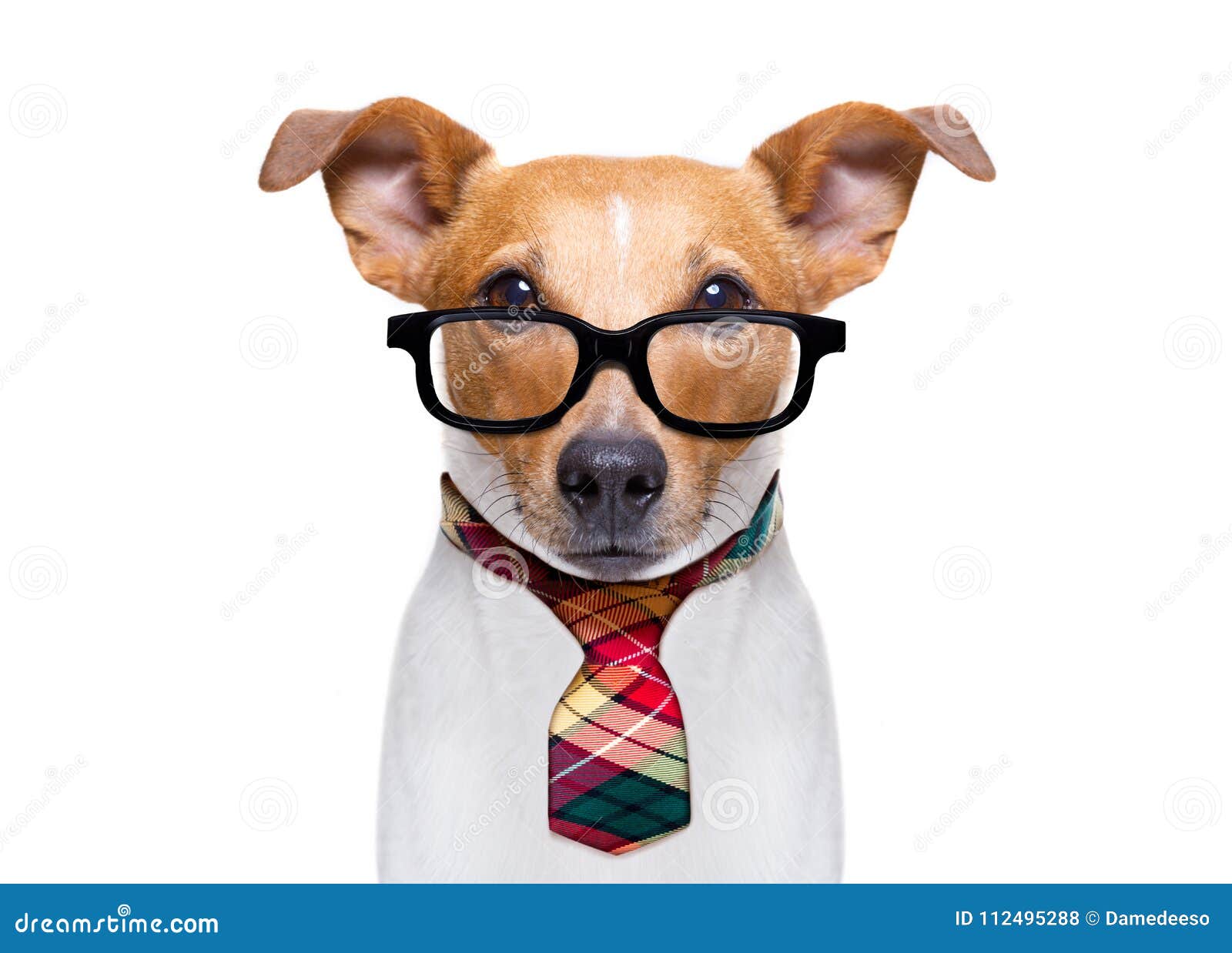 Perro Del Jefe Del Oficinista Foto de archivo - Imagen de empresario ...