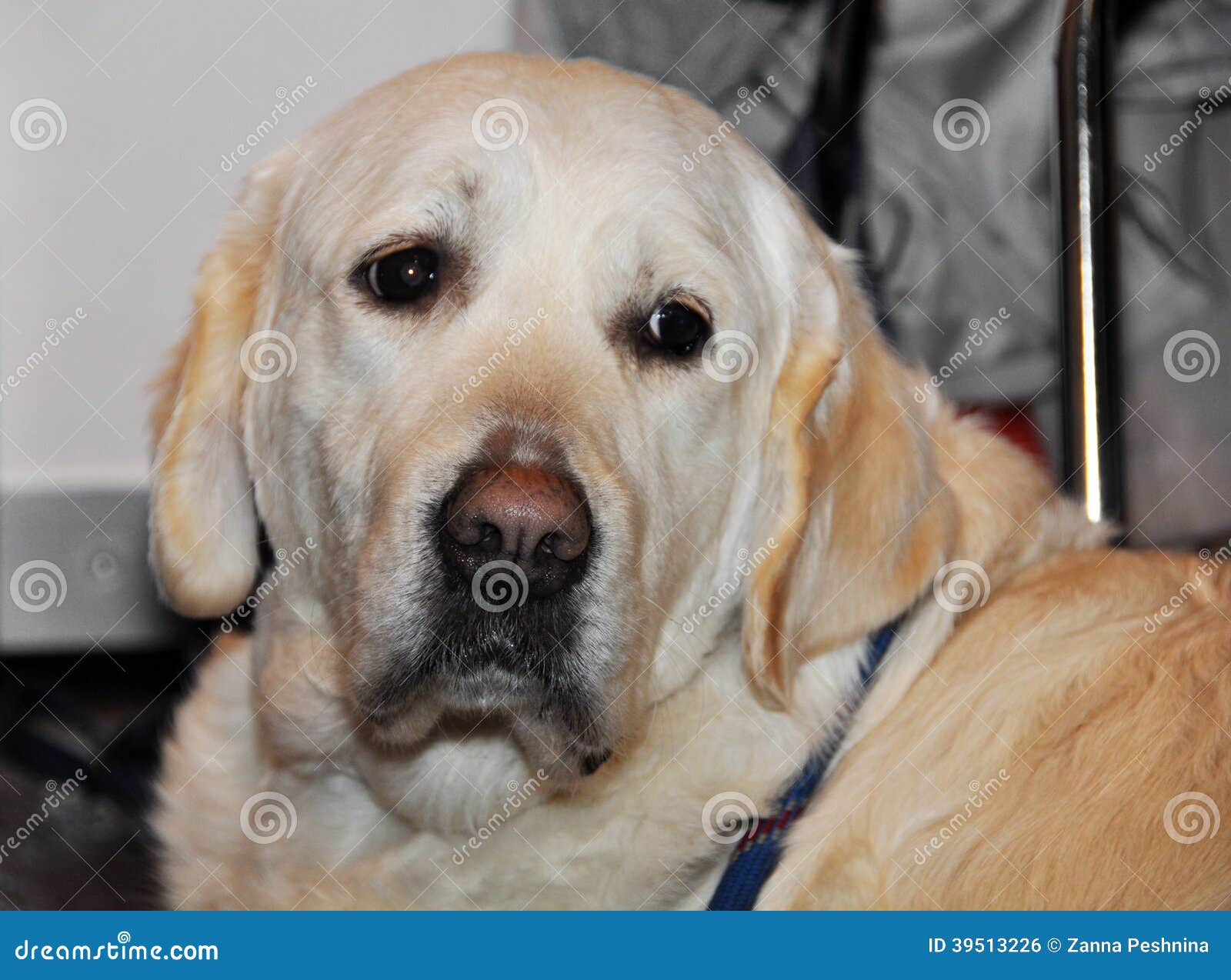 Son Golden Retrievers Perros Labrador