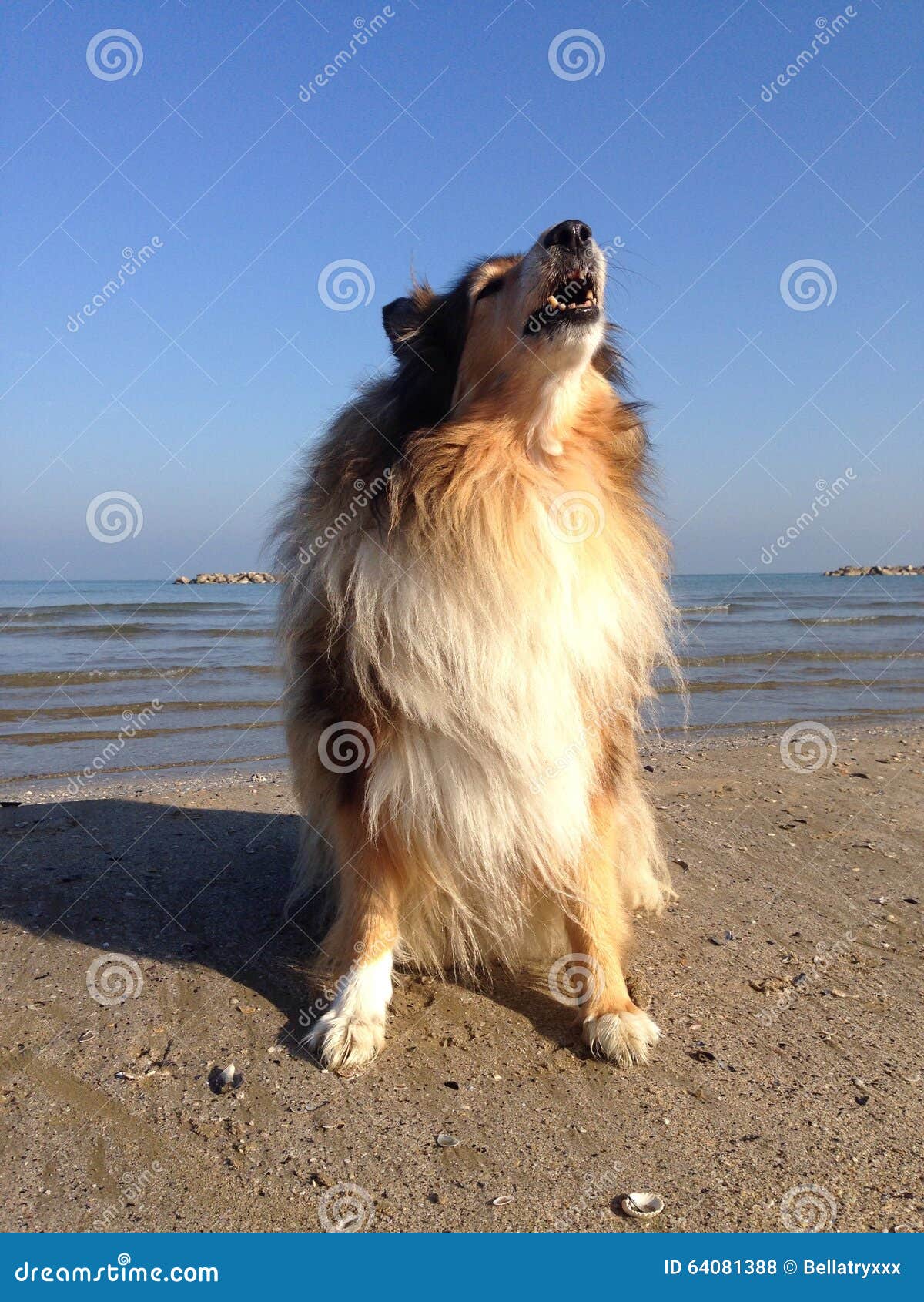 Perro del Lassie del grito foto de archivo. Imagen de leal - 64081388