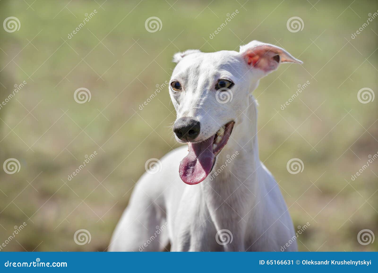 Perro Del Lebrel En Un Campo Lanas Blancas Imagen de archivo - Imagen ...